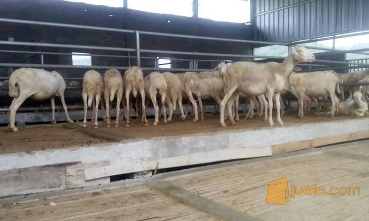 Domba Ekor Gemuk Jantan/ Betina di Kab. Bogor, Jawa Barat | Jualo.com