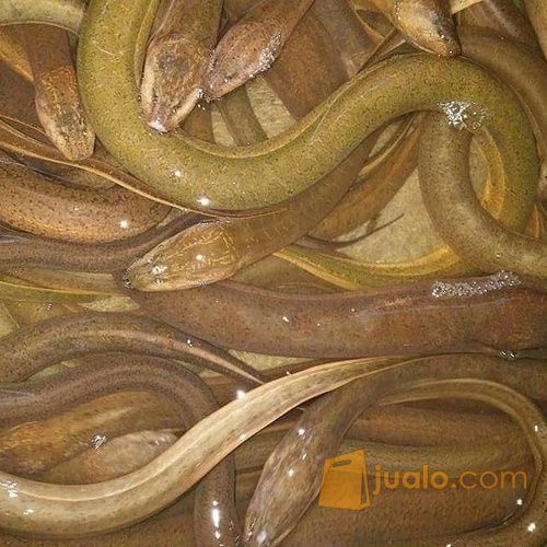 Ikan Belut, Bibit Belut Dan Belut Yang Siap Konsumsi di Kab. Bandung ...