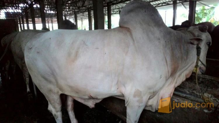 Supplier Ternak Hewan Qurban Sapi Bali, Limousine, Sapi Putih, Kambing ...