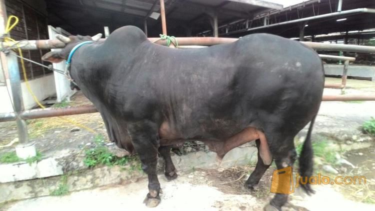 Supplier Ternak Hewan Qurban Sapi Bali, Limousine, Sapi Putih, Kambing ...