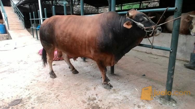 Supplier Ternak Hewan Qurban Sapi Bali, Limousine, Sapi Putih, Kambing ...