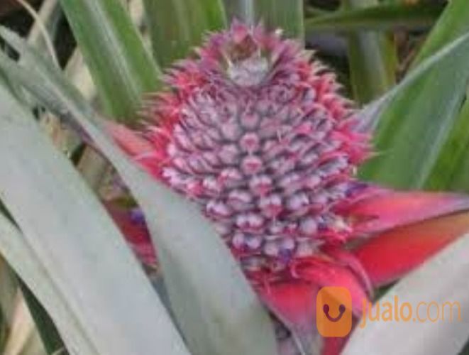NANAS MUDA MERAH ASLI NANAS HUTAN MANJUR di Kota Bandung, Jawa Barat ...