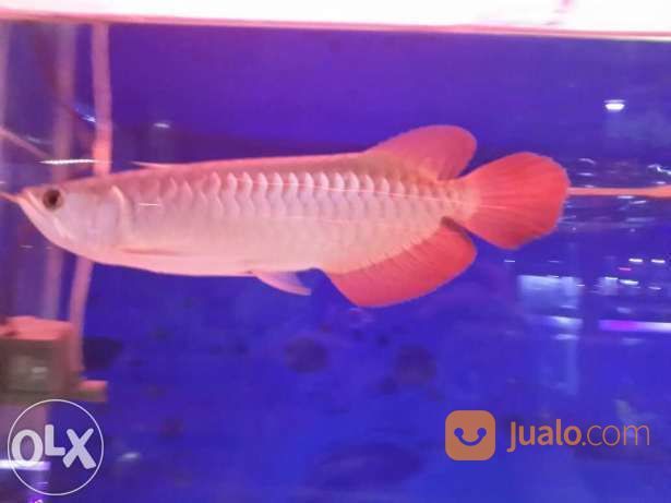 8 Hal Tentang Jual Ikan Arwana Super Red Anakan Tangerang Versi Baru ...