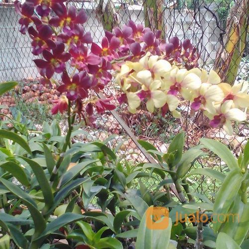 Anggrek Dendrobium di Kota Jakarta Barat, DKI Jakarta | Jualo.com