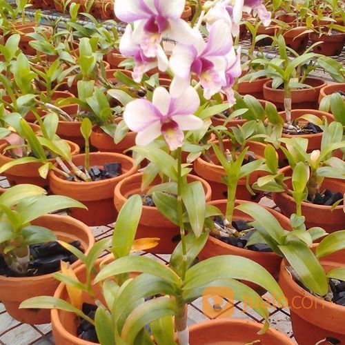 Anggrek Dendrobium di Kota Jakarta Barat, DKI Jakarta | Jualo.com