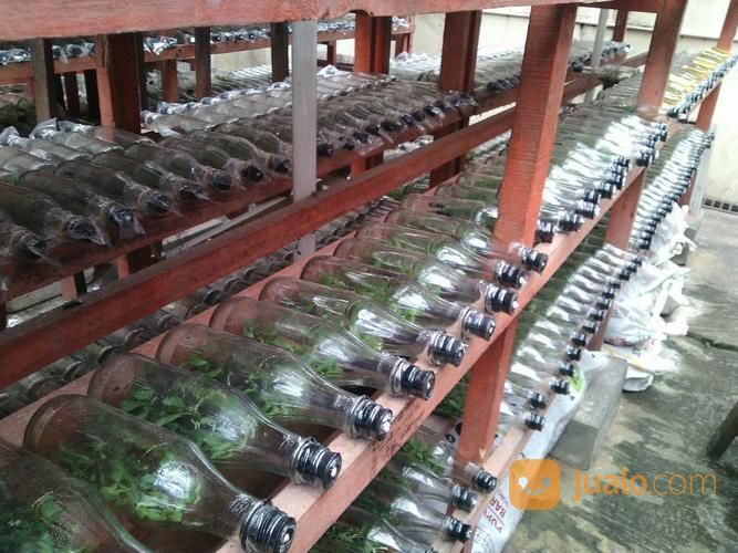 Bibit Anggrek Botol di Kota Malang, Jawa Timur | Jualo.com