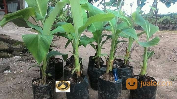 Bibit Pisang Raja Super di Kab. Bojonegoro, Jawa Timur | Jualo.com