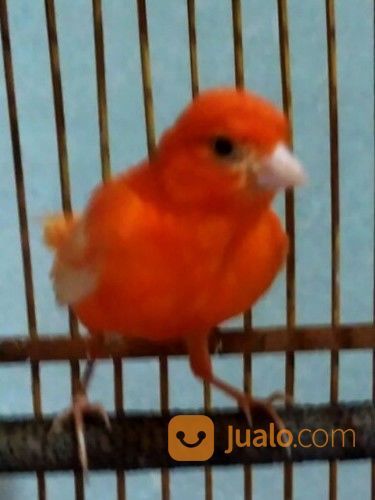 Kenari Merlok Gacor Menyerang di Kota Bandung, Jawa Barat | Jualo.com