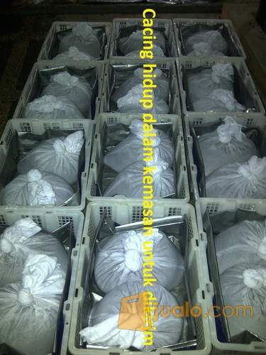 Cacing Tiger di Kota Bandung, Jawa Barat | Jualo.com