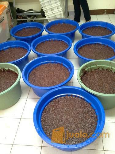 Cacing Tiger di Kota Bandung, Jawa Barat | Jualo.com