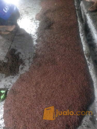 Cacing Tiger di Kota Bandung, Jawa Barat | Jualo.com