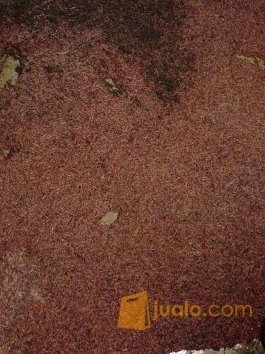 Cacing Tiger di Kota Bandung, Jawa Barat | Jualo.com