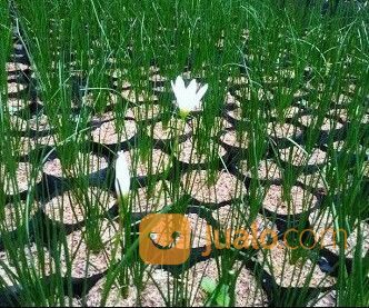 Tanaman Kucai Bunga di Kota Jakarta Pusat, DKI Jakarta | Jualo.com