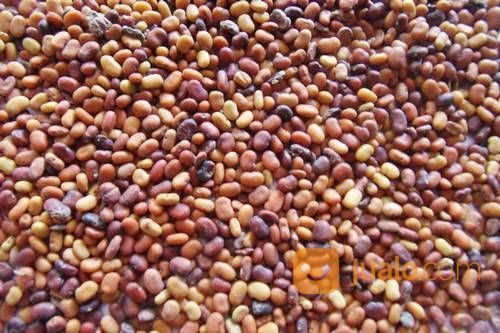 Biji Turi | Benih Turi Putih | Harga Biji Turi Murah | Tersedia Bibit ...