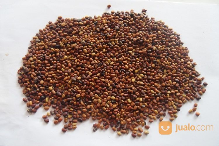 Biji Turi | Benih Turi Putih | Harga Biji Turi Murah | Tersedia Bibit ...