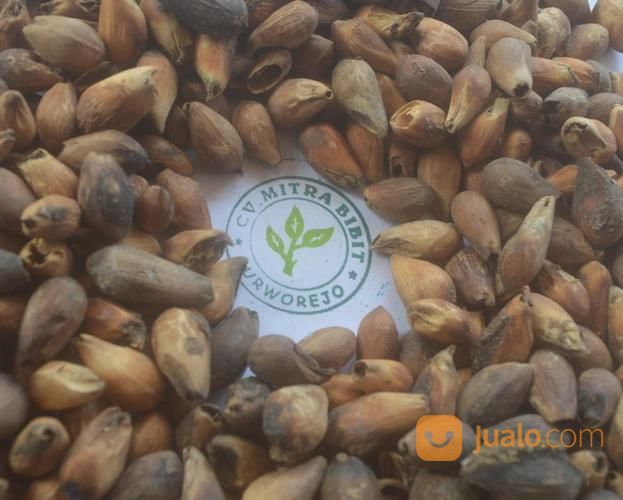 Biji Jati Putih | Biji Benih Gmelina Arborea | Beli Banyak Harga Lebih ...