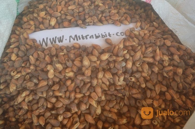 Biji Jati Putih | Biji Benih Gmelina Arborea | Beli Banyak Harga Lebih ...