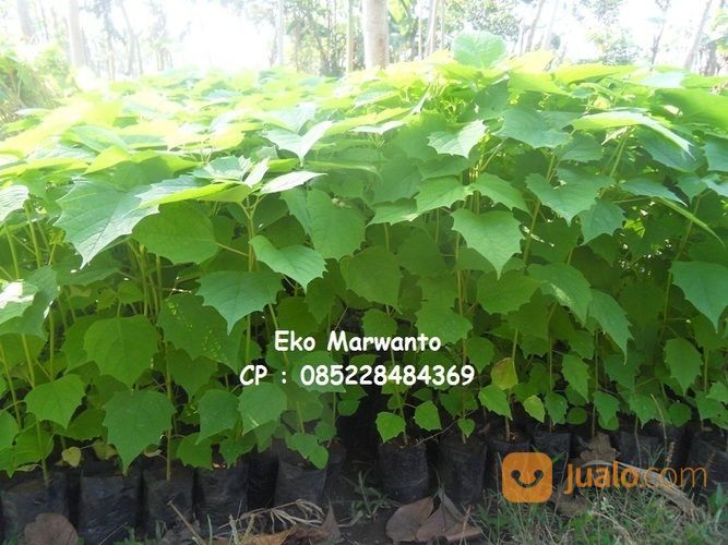 Biji Jati Putih | Biji Benih Gmelina Arborea | Beli Banyak Harga Lebih ...