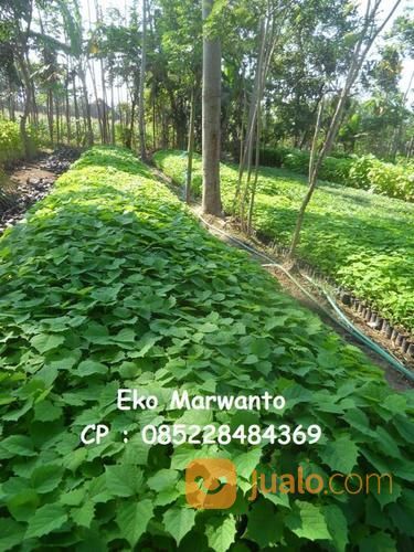Biji Jati Putih | Biji Benih Gmelina Arborea | Beli Banyak Harga Lebih ...