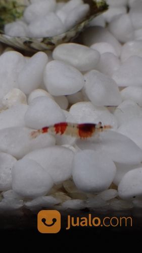 Udang Hias Red Bee di Kota Jakarta Selatan, DKI Jakarta | Jualo.com