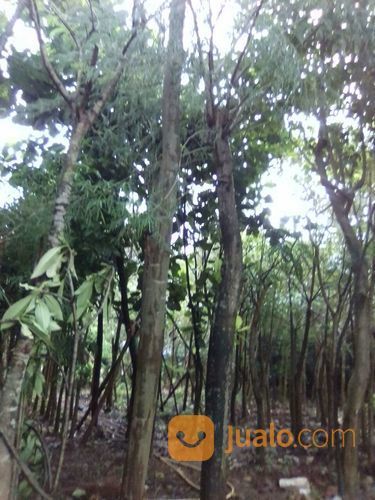 Pohon Sengon Buto di Kota Tangerang Selatan, Banten | Jualo.com