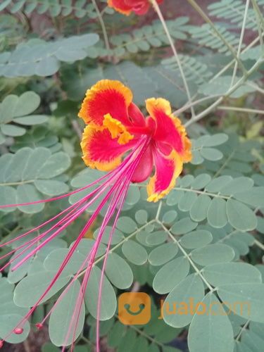 Tanaman Hias Kembang Merak Merah di Kota Bogor, Jawa Barat | Jualo.com