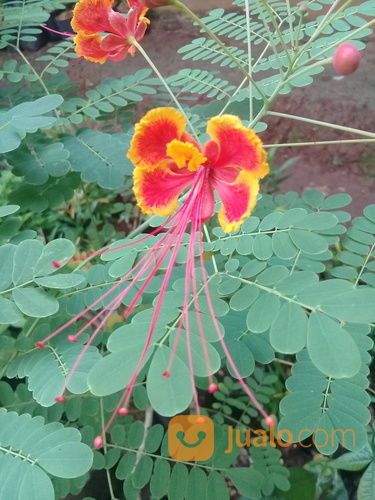 Tanaman Hias Kembang Merak Merah di Kota Bogor, Jawa Barat | Jualo.com