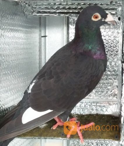 Merpati Pos Indukan Ras Lama, Kota Bandung di Kota Bandung, Jawa Barat ...