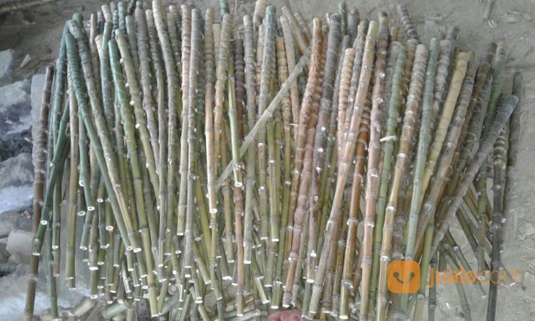 Bambu Cendani Bahan Gagang Pancing di Kab. Wonosobo, Jawa Tengah ...