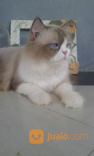 Kucing Anggora Jantan.Umur 9 Bulan.Warna Abu-Abu Campur Putih. Mata ...