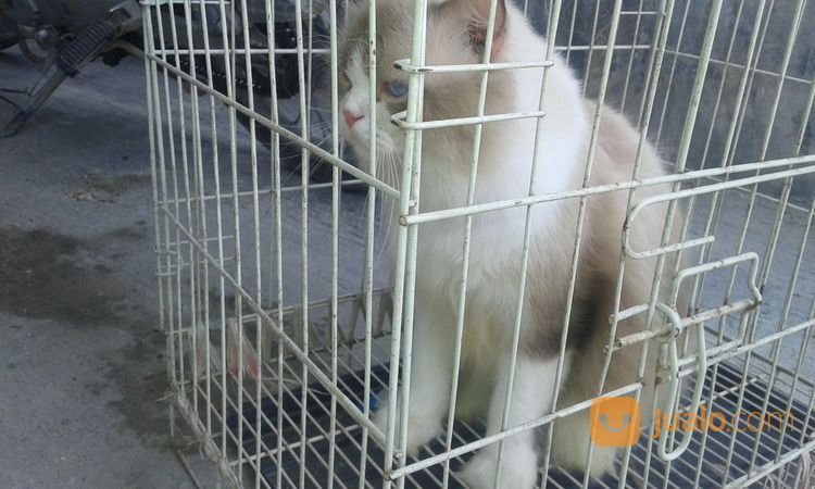 Kucing Anggora Jantan.Umur 9 Bulan.Warna Abu-Abu Campur Putih. Mata ...