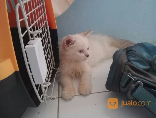 Kucing Persia Blue Eyes Murah di Kota Tangerang, Banten | Jualo.com