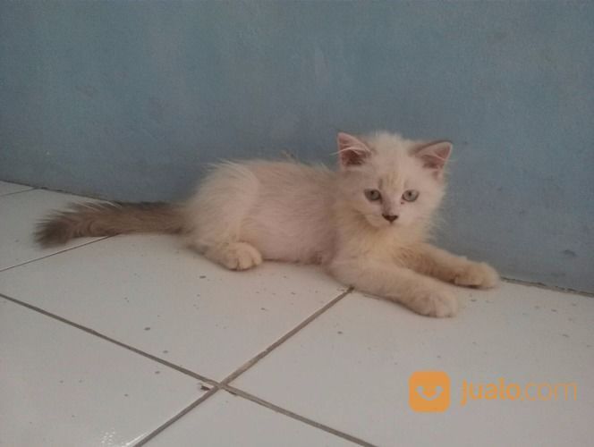 Kucing Persia Blue Eyes Murah di Kota Tangerang, Banten | Jualo.com