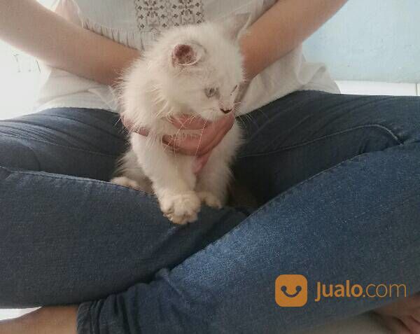 Kucing Persia Blue Eyes Murah di Kota Tangerang, Banten | Jualo.com