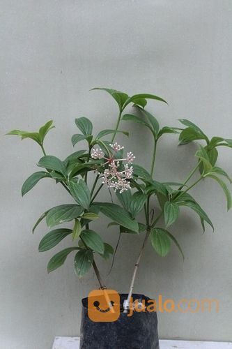 Bunga Parijoto~Bibit Bunga Parijoto di Kab. Purworejo, Jawa Tengah ...