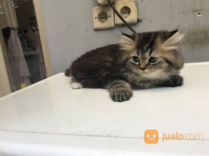 Anak Kucing Persia di Kota Malang, Jawa Timur | Jualo.com