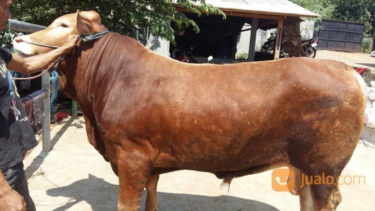 Sapi Qurban Murah Berkualitas Bergaransi Dan Bersertifikat Sehat di ...