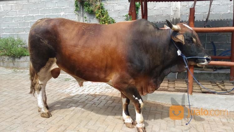 Sapi Qurban Murah Berkualitas Bergaransi Dan Bersertifikat Sehat di ...