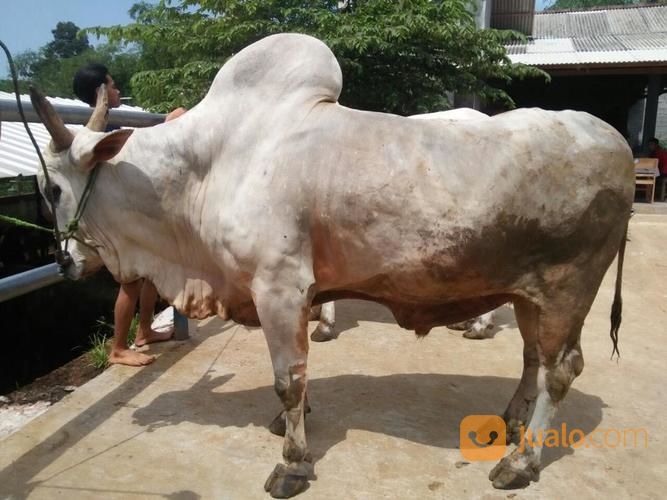 Sapi Qurban Murah Berkualitas Bergaransi Dan Bersertifikat Sehat di ...