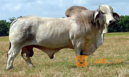 Sapi Qurban Murah Berkualitas Bergaransi Dan Bersertifikat Sehat di ...