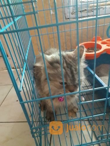 Open Adopt Kucing Mainecoon Mix Persia (Betina) di Kota Cimahi, Jawa ...