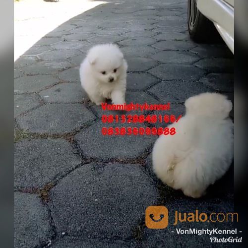 Minipom Atau Pomeranian Stambum di Kota Surakarta, Jawa Tengah | Jualo.com