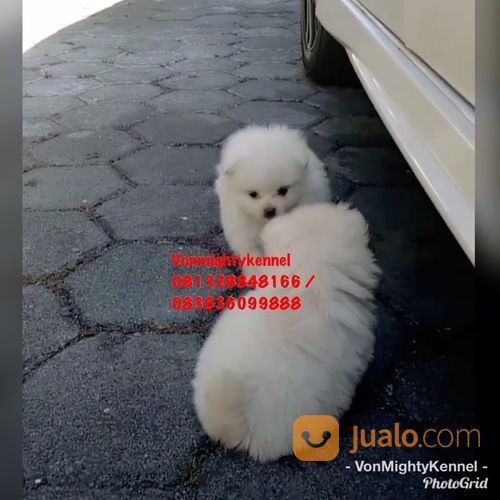 Minipom Atau Pomeranian Stambum di Kota Surakarta, Jawa Tengah | Jualo.com