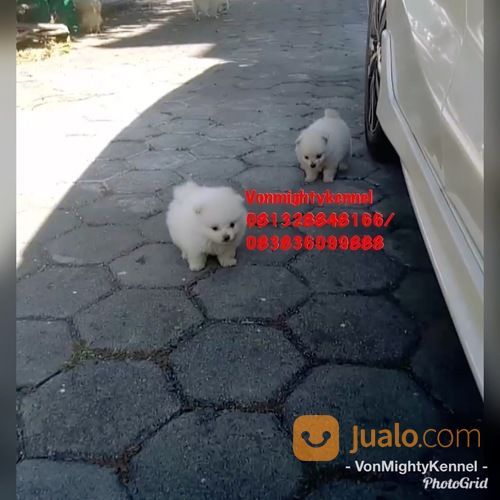 Minipom Atau Pomeranian Stambum di Kota Surakarta, Jawa Tengah | Jualo.com