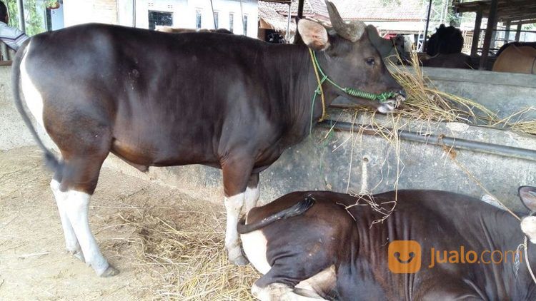 Sapi Qurban Murah Berkualitas Bergaransi Dan Bersertifikat di Kota ...