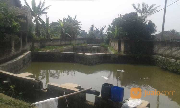 Kolam Ikan Empang Pinggir Jalan Di Ciampea Bogor Di Kab Bogor Jawa