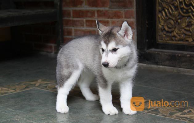 Anjing Siberian Husky di Kota Jakarta Utara, DKI Jakarta | Jualo.com