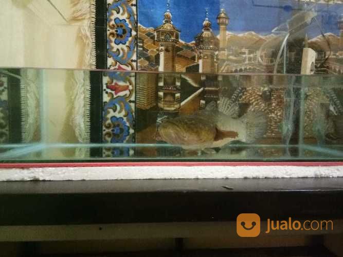 Ikan Gabus Channa Bloso Betutu Malas Benging Marbled Golby di Kota ...