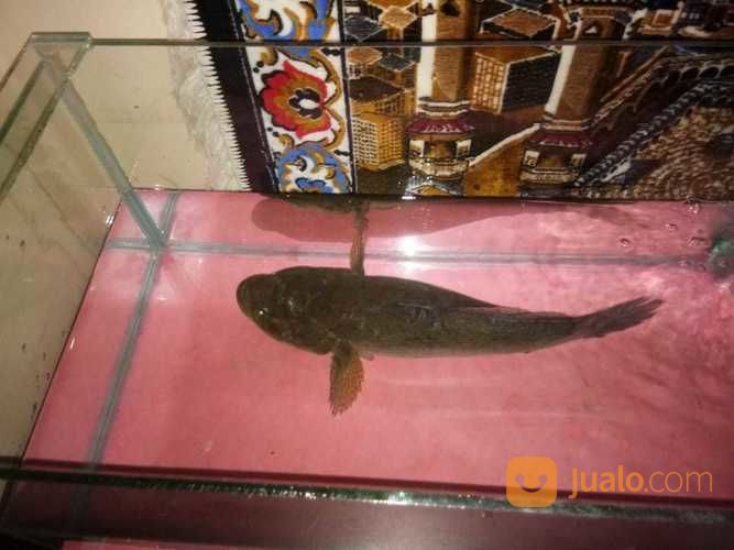 Ikan Gabus Channa Bloso Betutu Malas Benging Marbled Golby di Kota ...