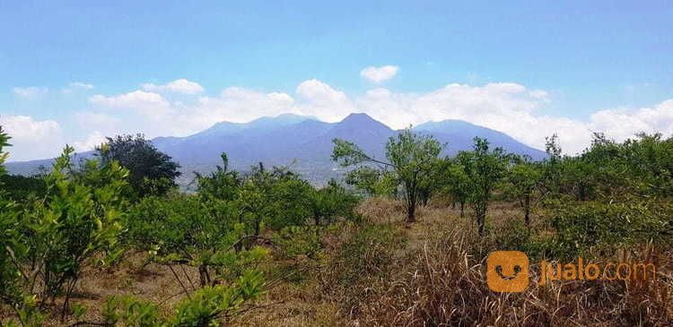 Lokasi Lahan Perkebunan Apel Dan Jeruk Kawasan Subur Produktiv di Kota ...